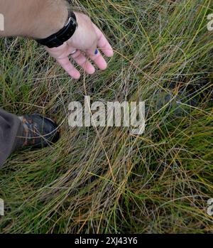 Beaked Spikerush (Eleocharis rostellata) Plantae Stock Photo - Alamy