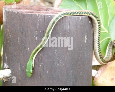 Mexican parrot snake (Leptophis mexicanus) with open-mouth threat ...