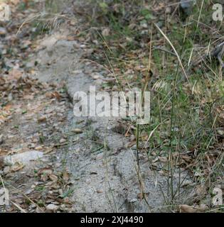 Smilo Grass (Oloptum miliaceum) Plantae Stock Photo - Alamy