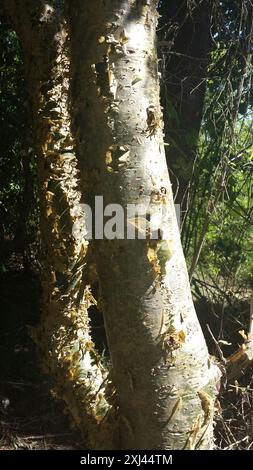 (Commiphora simplicifolia) Plantae Stock Photo - Alamy