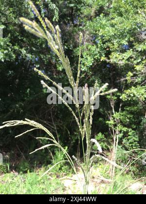 Vasey Grass (Paspalum urvillei) Plantae Stock Photo - Alamy