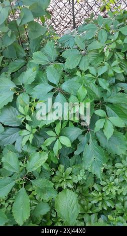 thicket creeper (Parthenocissus inserta) Plantae Stock Photo - Alamy