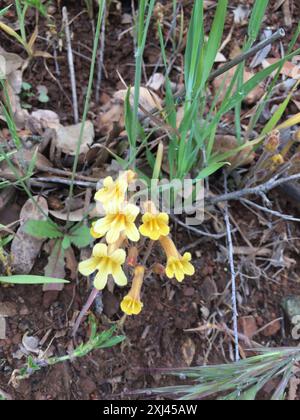yellow clustered broomrape (Aphyllon franciscanum) Plantae Stock Photo ...