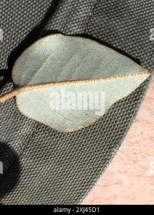 Beach Croton (Croton punctatus) Plantae Stock Photo - Alamy