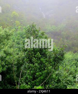 Cape beech (Rapanea melanophloeos) Plantae Stock Photo - Alamy