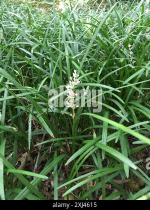 Creeping Lilyturf (Liriope spicata) Plantae Stock Photo - Alamy