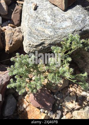 borage family (Boraginaceae) Plantae Stock Photo - Alamy