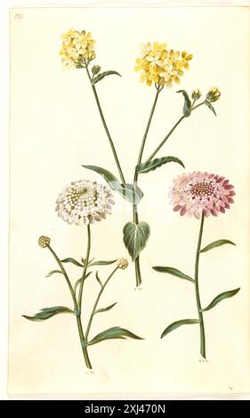 Hans Simon Holtzbecker, Brassica napus raps ; Iberis amara bitter ...