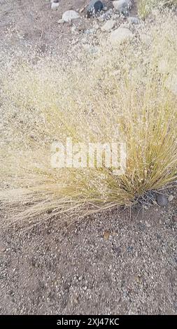 Sand Ricegrass (Eriocoma hymenoides) Plantae Stock Photo - Alamy