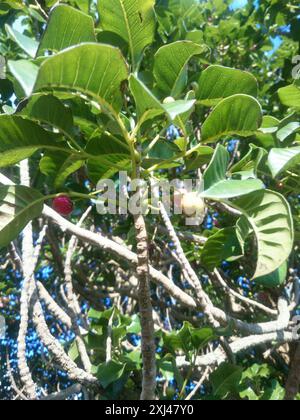 Pūriri (Vitex lucens Stock Photo - Alamy