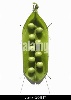 Peas in pod to dissect Stock Photo - Alamy