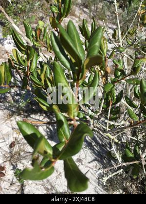 Florida scrub oak (Quercus inopina) Plantae Stock Photo - Alamy