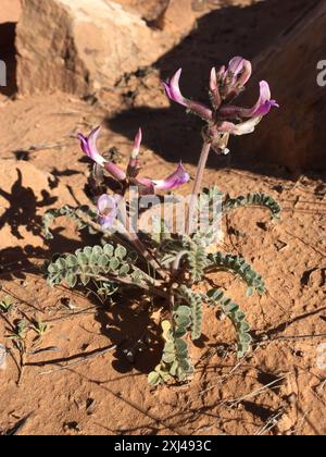 Thompson's Woolly Locoweed (Astragalus mollissimus thompsoniae) Plantae ...