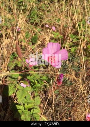 ruby chalice clarkia (Clarkia rubicunda) Plantae Stock Photo - Alamy