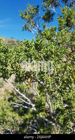 junipers (Juniperus) Plantae Stock Photo - Alamy