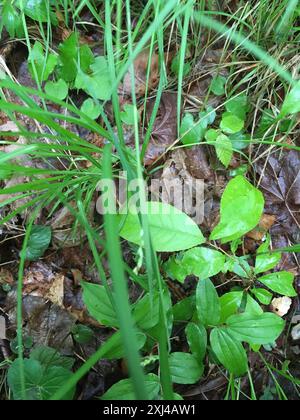 pretty sedge (Carex woodii) Plantae Stock Photo - Alamy