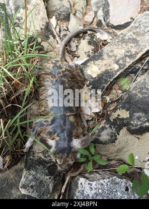 Bushy-tailed Woodrat (Neotoma cinerea) Mammalia Stock Photo - Alamy
