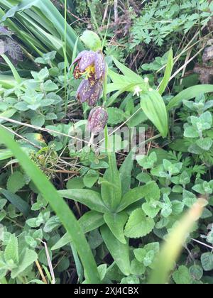 checker lily (Fritillaria affinis) Plantae Stock Photo - Alamy
