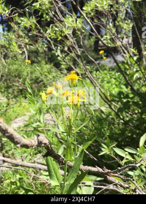 Arrowleaf Senecio (Senecio triangularis) Plantae Stock Photo - Alamy