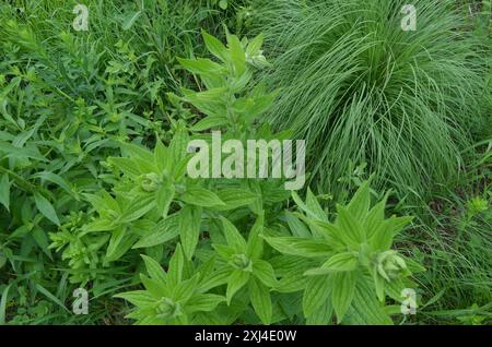false gromwell (Lithospermum parviflorum), Plantae, Franklin County, KY ...