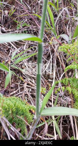 Paspalum (Paspalum) Plantae Stock Photo - Alamy