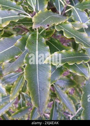 tarata (Pittosporum eugenioides) Plantae Stock Photo - Alamy