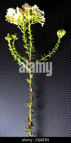 Stiff Bitterbush (Selago corymbosa) Plantae Stock Photo - Alamy