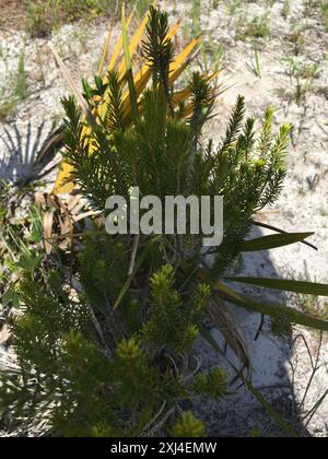 Florida rosemary (Ceratiola ericoides) Plantae Stock Photo - Alamy