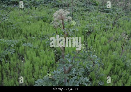 purple-stemmed angelica (Angelica atropurpurea) Plantae Stock Photo - Alamy
