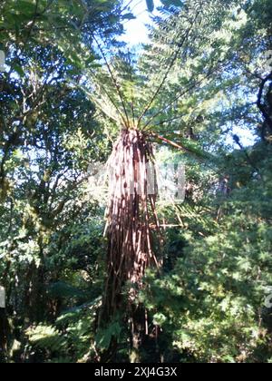 Smith's tree fern (Cyathea smithii) Plantae Stock Photo - Alamy