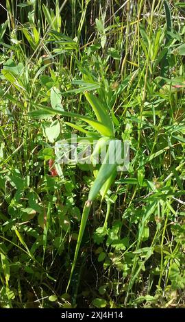 Mount Diablo fairy-lantern (Calochortus pulchellus) Plantae Stock Photo ...