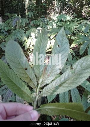 Parataniwha (Elatostema rugosum) Plantae Stock Photo - Alamy