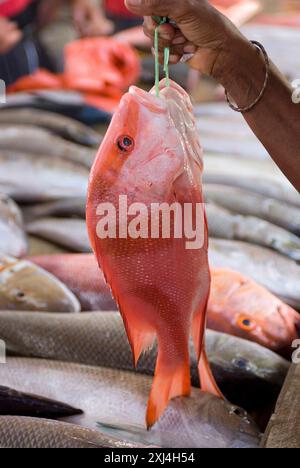 Emperor red snapper Stock Photo - Alamy