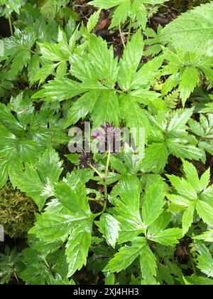 Appalachian waterleaf (Hydrophyllum virginianum atranthum) Plantae ...
