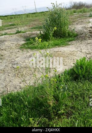 Western Tansymustard (Descurainia pinnata) Plantae Stock Photo - Alamy