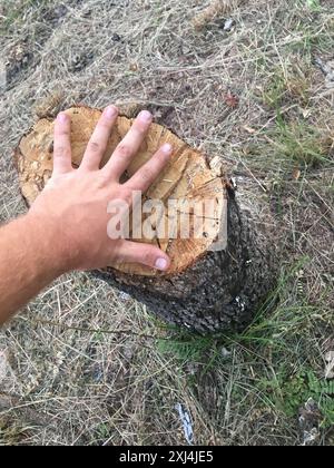 Texas Ironclad Beetle (Zopherus nodulosus haldemani Stock Photo - Alamy