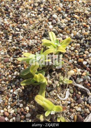 Beach Cryptantha (Cryptantha leiocarpa) Plantae Stock Photo - Alamy