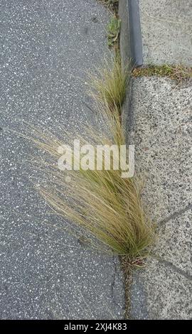 Mexican feathergrass (Nassella tenuissima) Plantae Stock Photo - Alamy