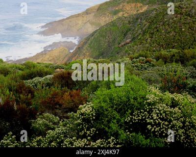 Heathleaf Hardleaf (Phylica ericoides ericoides) Plantae Stock Photo ...