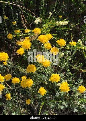Golden Yarrow (Eriophyllum confertiflorum), Plantae, Altadena, CA 91001 ...