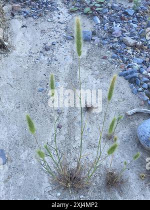 rabbitfoot grass (Polypogon monspeliensis) Plantae Stock Photo - Alamy