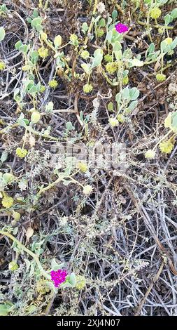 red sand-verbena (Abronia maritima) Plantae Stock Photo - Alamy