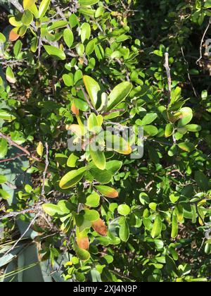 Tough Bully (Sideroxylon tenax) Plantae Stock Photo - Alamy