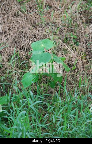 pariparoba (Piper peltatum) Plantae Stock Photo - Alamy