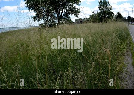 Sand Reedgrass (Sporobolus rigidus) Plantae Stock Photo - Alamy