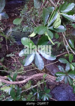 Karaka (Corynocarpus laevigatus) Plantae Stock Photo - Alamy