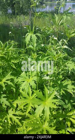 Glade Mallow (Napaea dioica) Plantae Stock Photo - Alamy