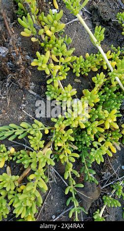 Saltwort (Batis maritima) Plantae Stock Photo - Alamy