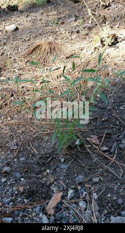 skunkweed (Croton texensis) Plantae Stock Photo - Alamy