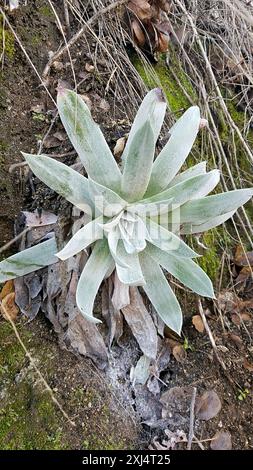 Chalk Dudleya (Dudleya pulverulenta) Plantae Stock Photo - Alamy
